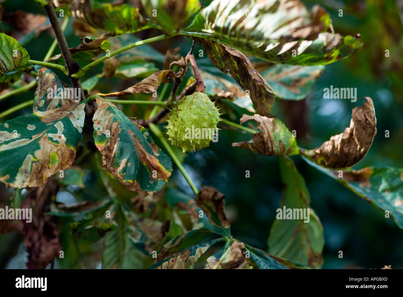 Horse chestnut canker hi-res stock photography and images - Alamy