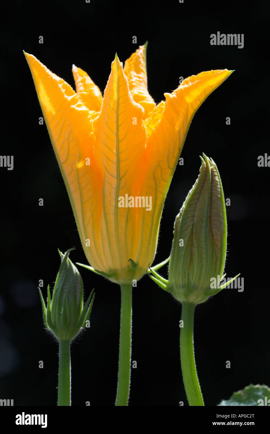 Curcubita pepo Marrow flower Stock Photo - Alamy