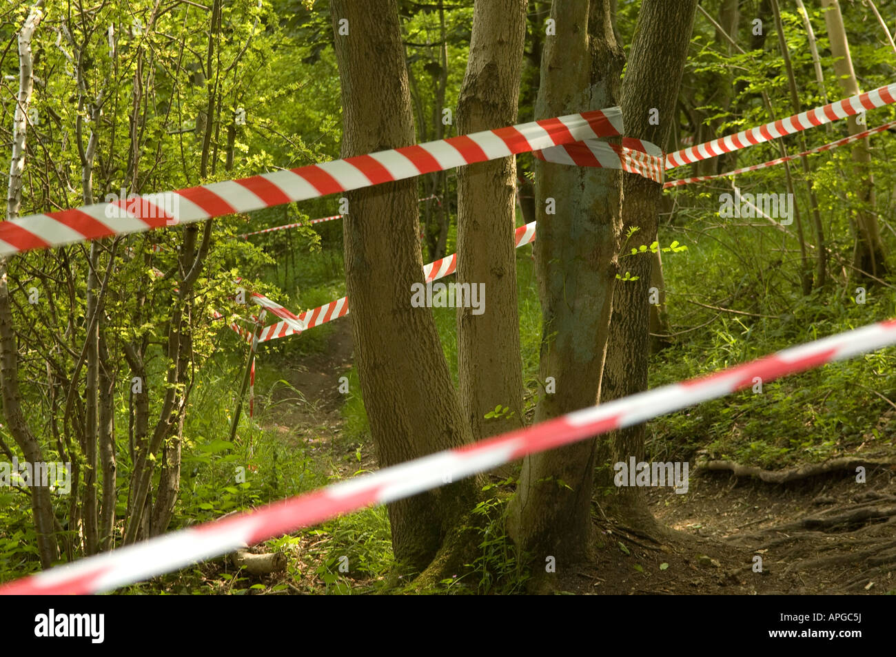 red and white bunting stretched diagonally through trees Stock Photo ...