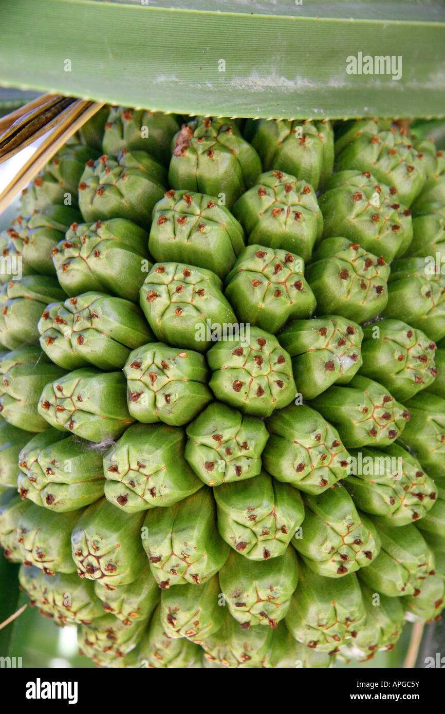 Hala fruit hi-res stock photography and images - Alamy