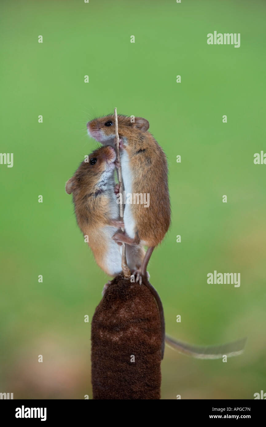 Harvest mice micromys minutus pair hi-res stock photography and images ...