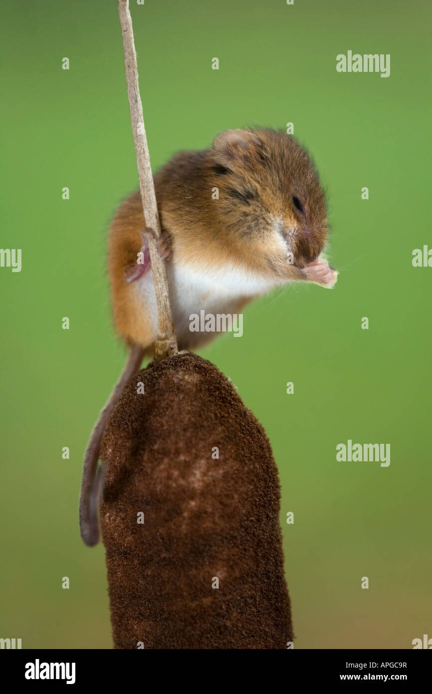 Mouse washing hi-res stock photography and images - Alamy
