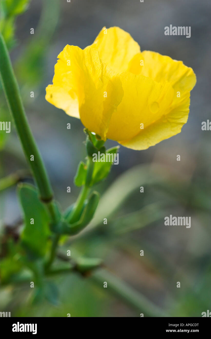 Yellow horned poppy flowering on vegetated shingle Glaucium flavum ...