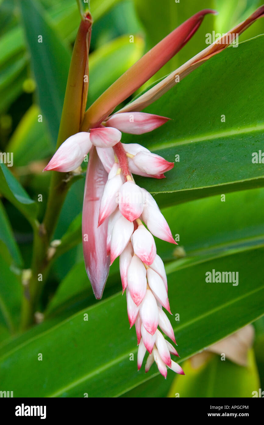 Shell Ginger Alpinia zerumbet, Hawaii Stock Photo - Alamy