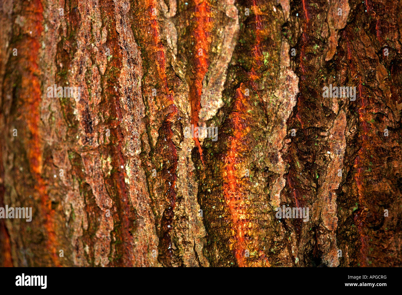 Natural Colourful Patterns & Textures,Of Bark On A Tree Stock Photo - Alamy