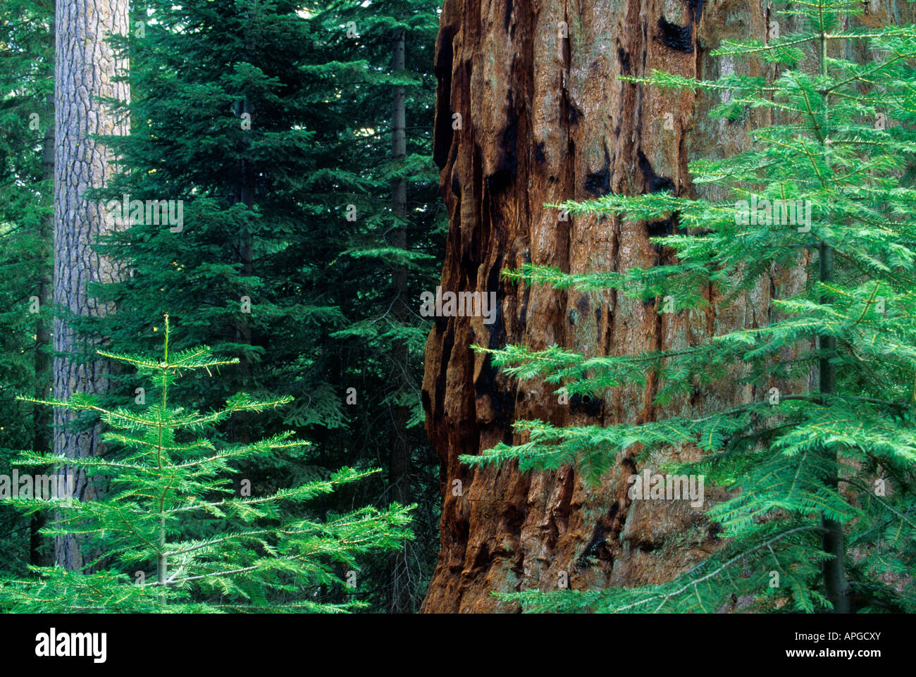 Pine Trees and Giant Sequoias in Long Meadow Grove, Sequoia National ...
