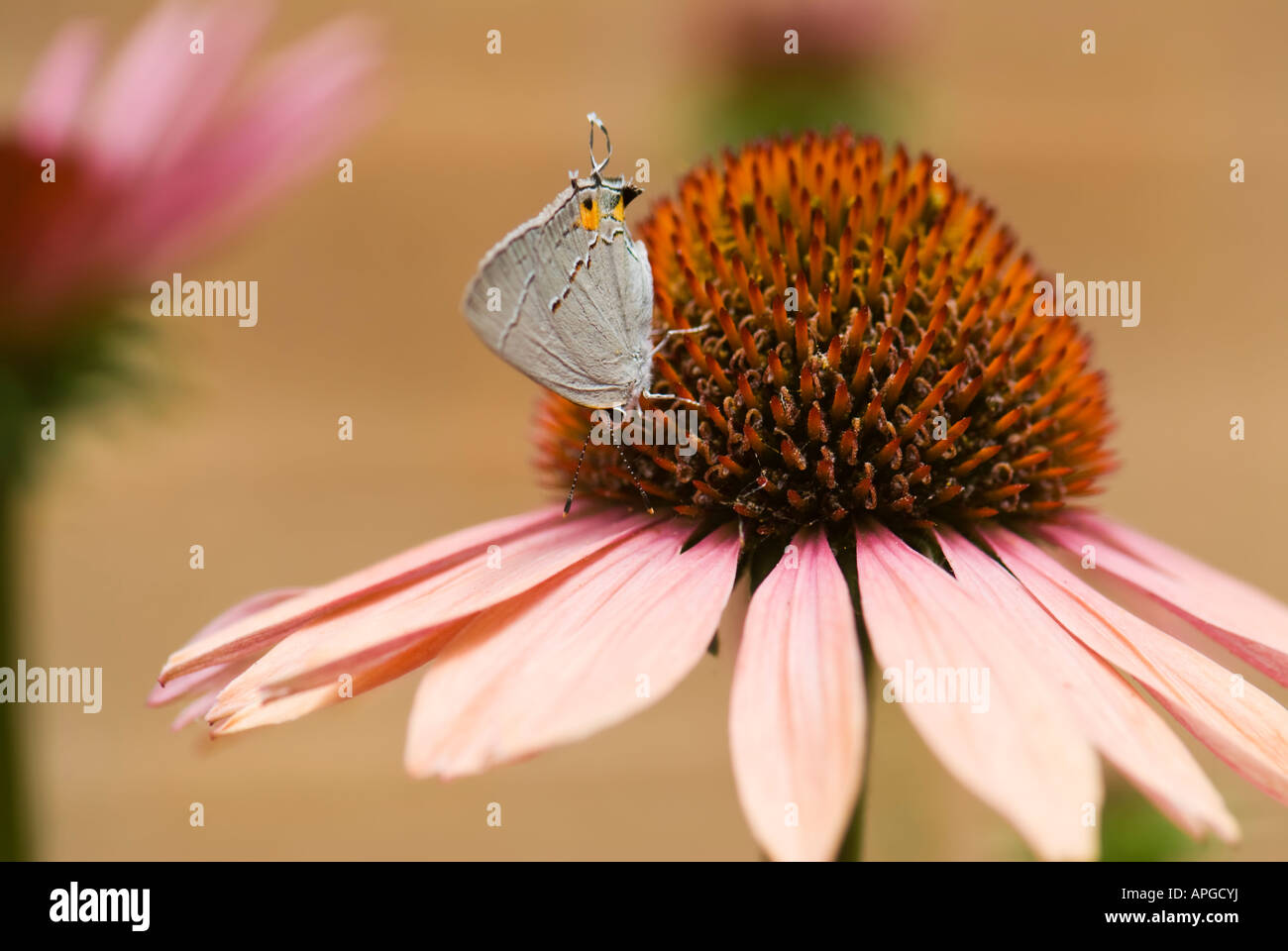 A tiny Gray Hairstreak butterfly (Strymon melinus) feeds on Echinacea ...