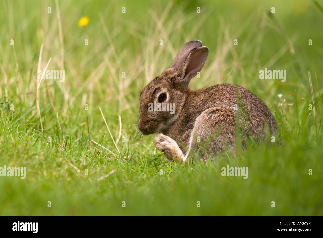 Rabbit Scratching Ears