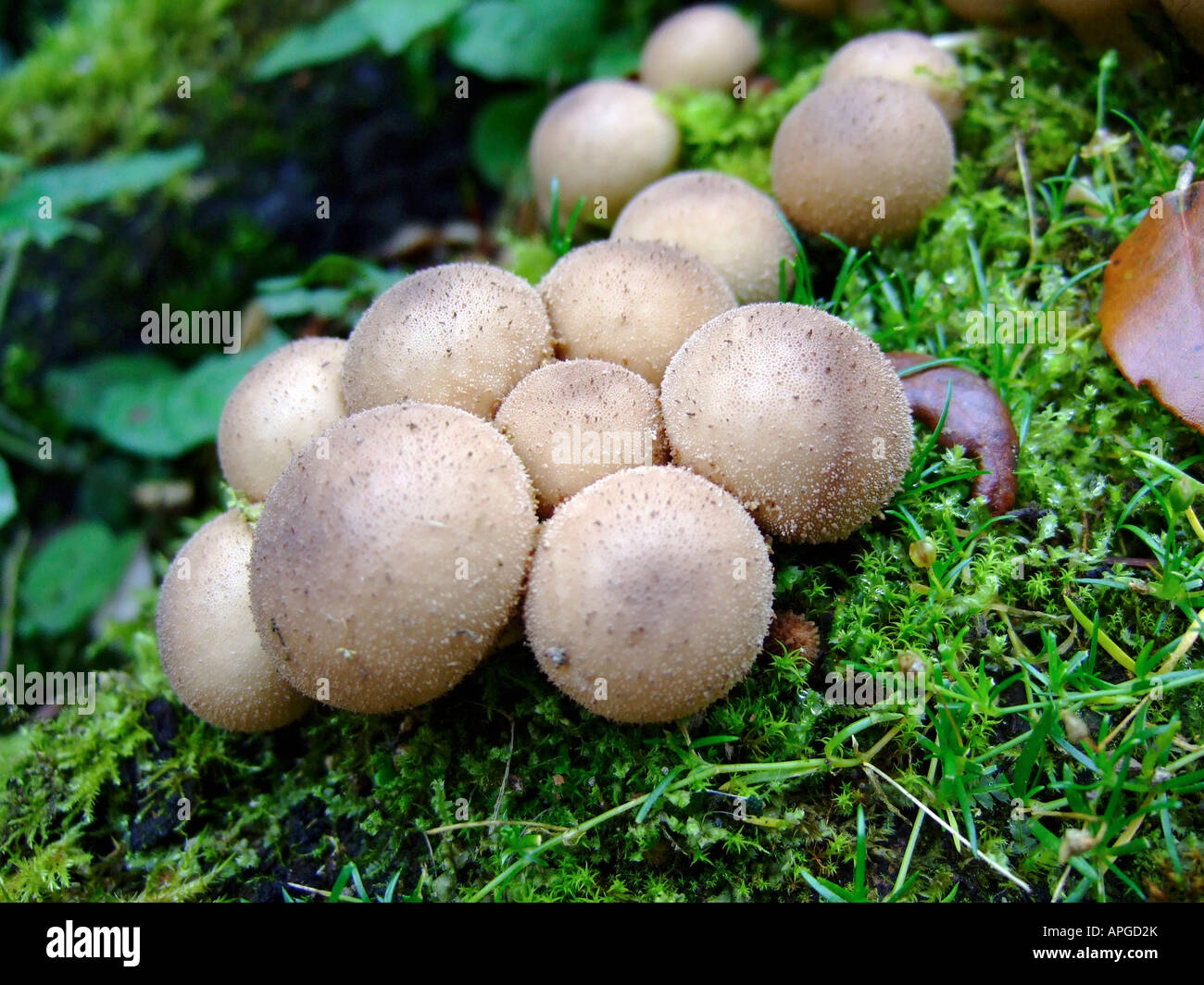 "puffball fungi lycoperdon, Devon, England Stock Photo - Alamy