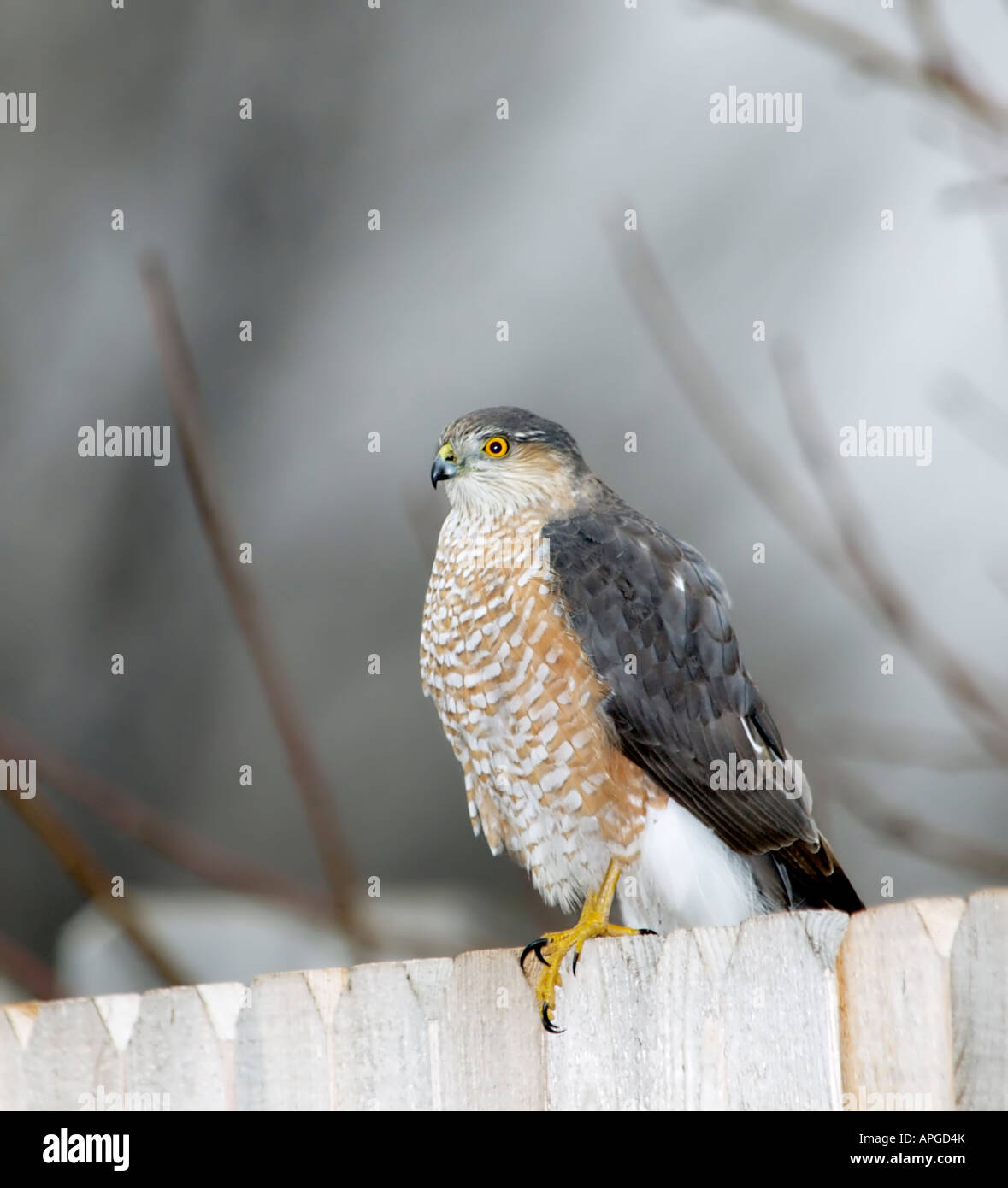 A Sharp-shinned hawk perches on a fence in an urban area of Oklahoma ...