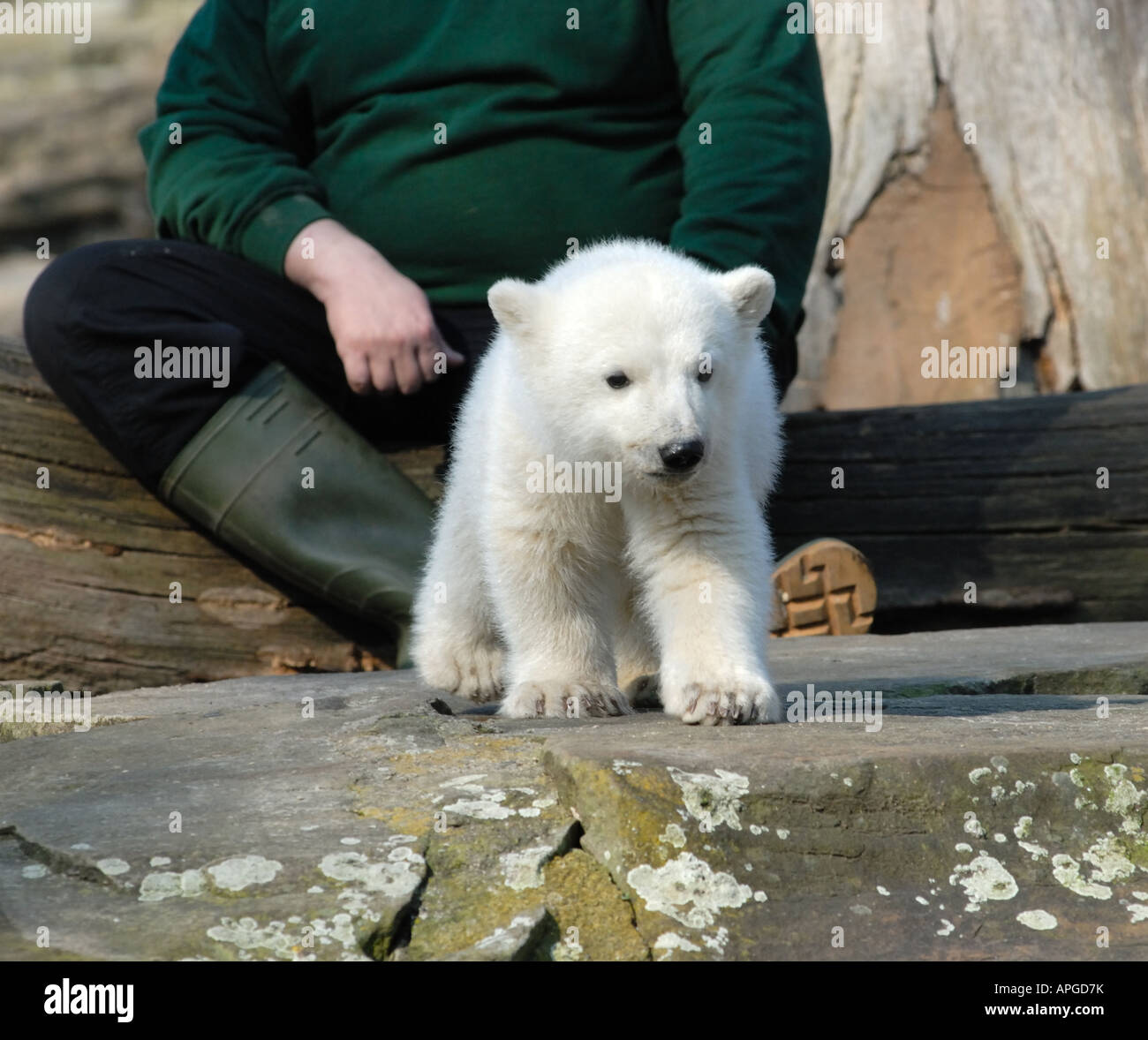 Knut the famous hand reared polar bear cub in Berlin Zoo Stock Photo ...