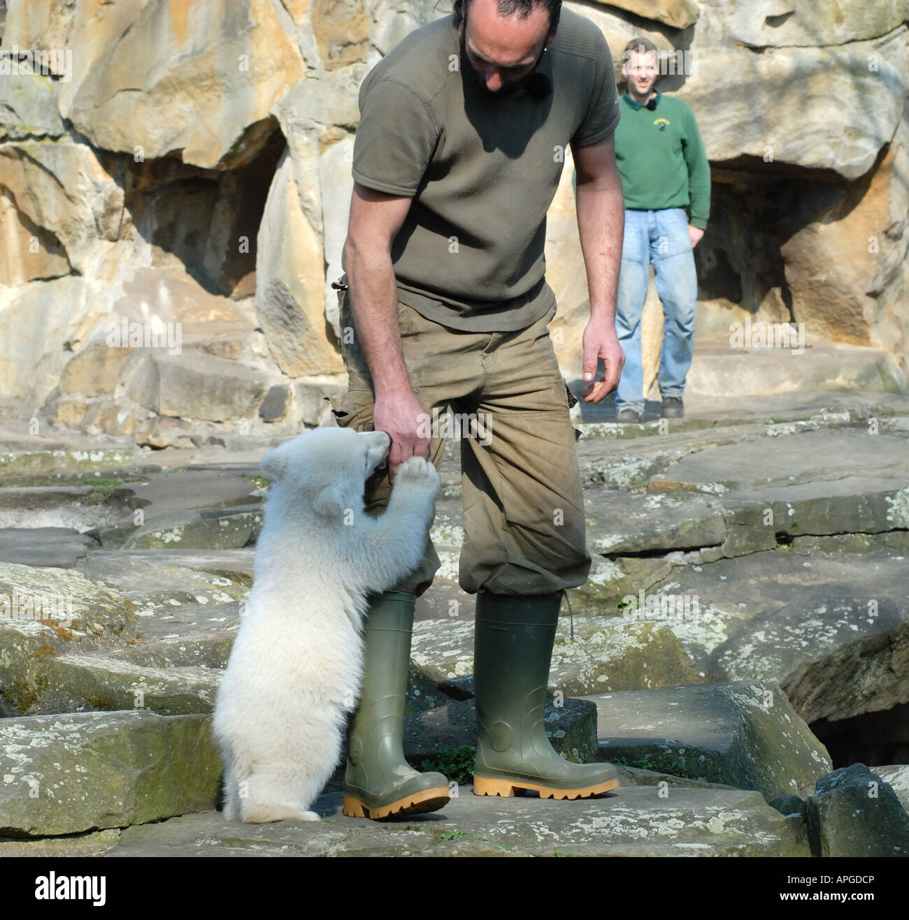 Knut the famous hand-reared polar bear cub playing with his keeper ...