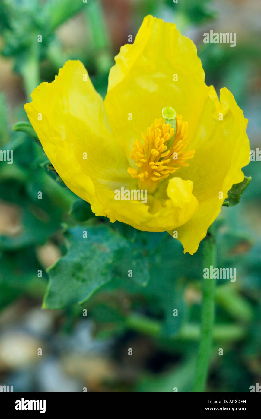 Yellow horned poppy flowering on vegetated shingle Glaucium flavum ...