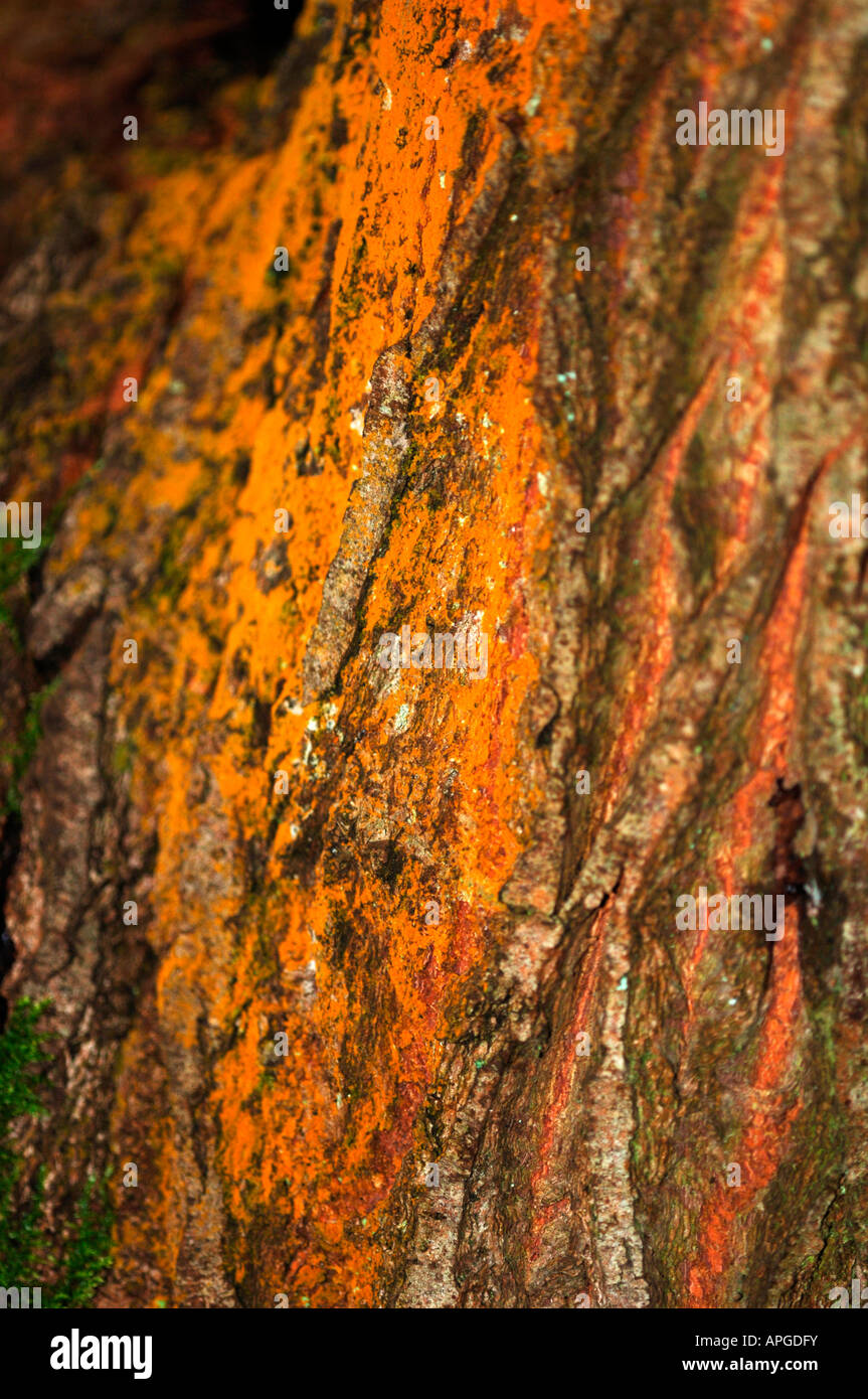 Natural Colourful Patterns & Textures,Of Bark On A Tree Stock Photo - Alamy