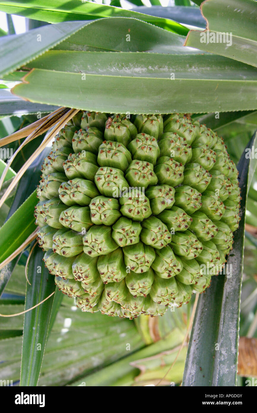 Hala fruit Hawaii Stock Photo - Alamy