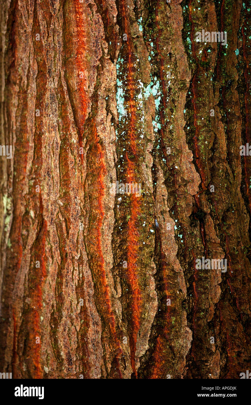 Natural Colourful Patterns & Textures,Of Bark On A Tree Stock Photo - Alamy