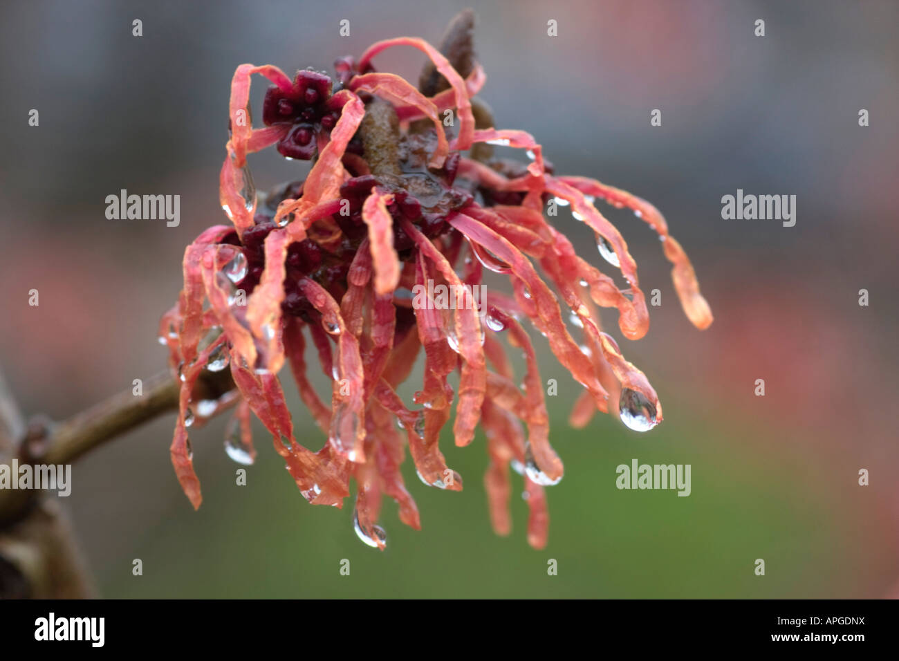 Wet red witch hazel flowers hamamelis with rain drops hanging from the ...