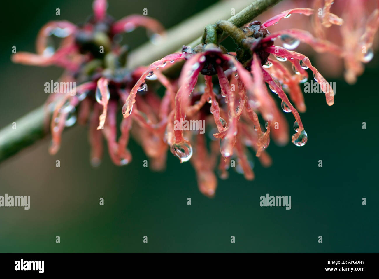 Wet red witch hazel flowers hamamelis with rain drops hanging from the ...