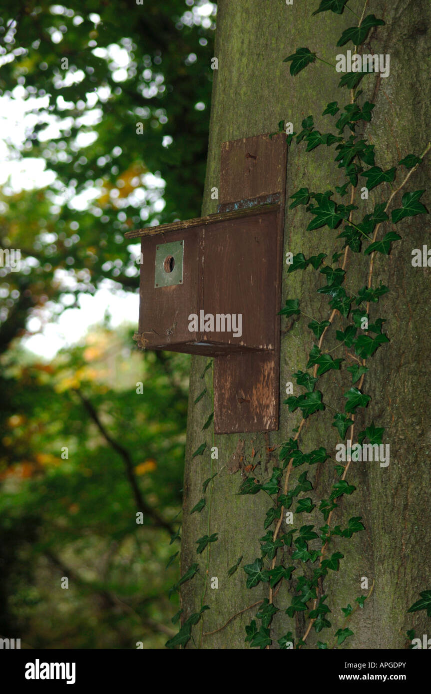 Wooden Bird Box,Attatched To The Side Of A Tree Stock Photo - Alamy