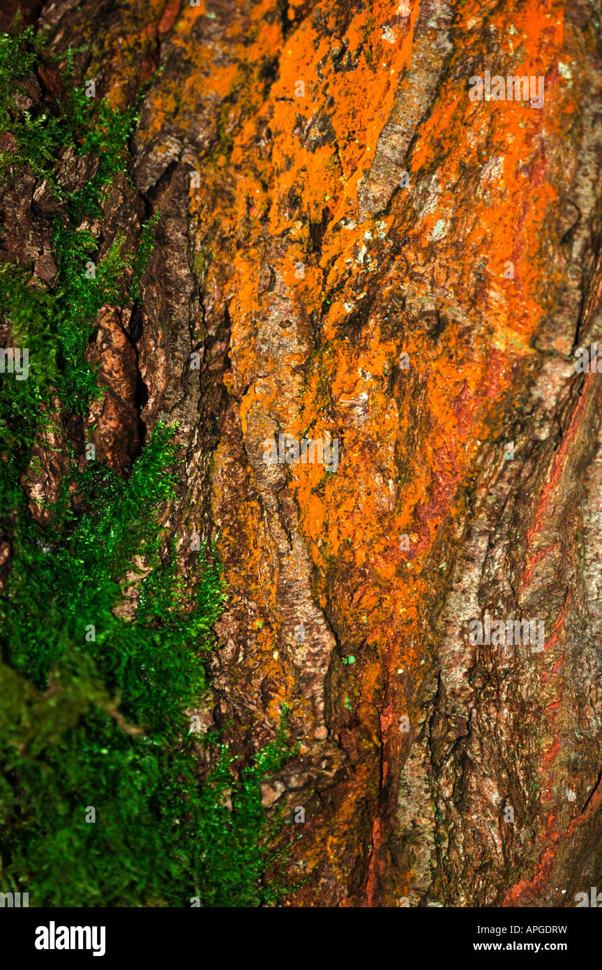 Natural Colourful Patterns & Textures,Of Bark On A Tree Stock Photo - Alamy
