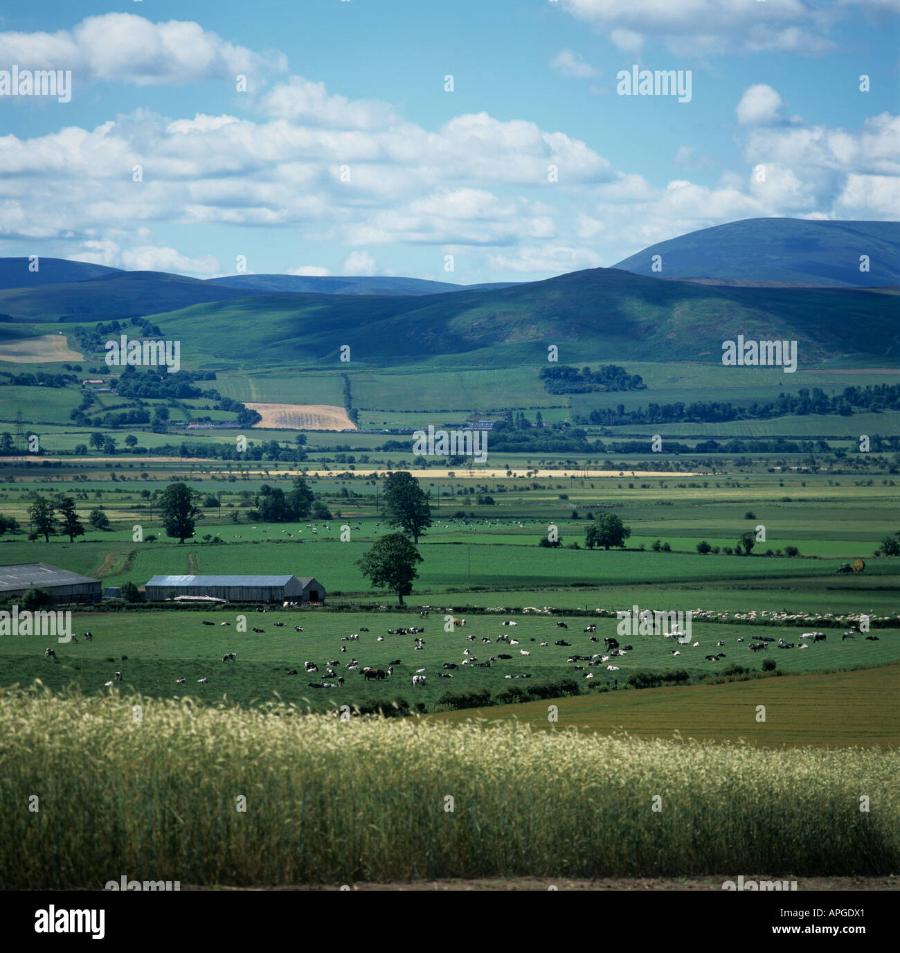 Over rye crop to valley farmland with cattle rising mountainous hills ...