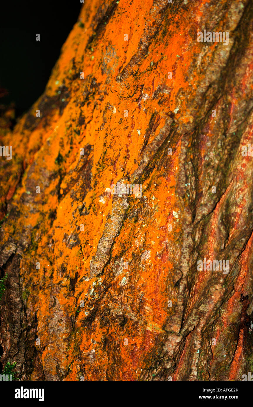Natural Colourful Patterns & Textures,Of Bark On A Tree Stock Photo - Alamy