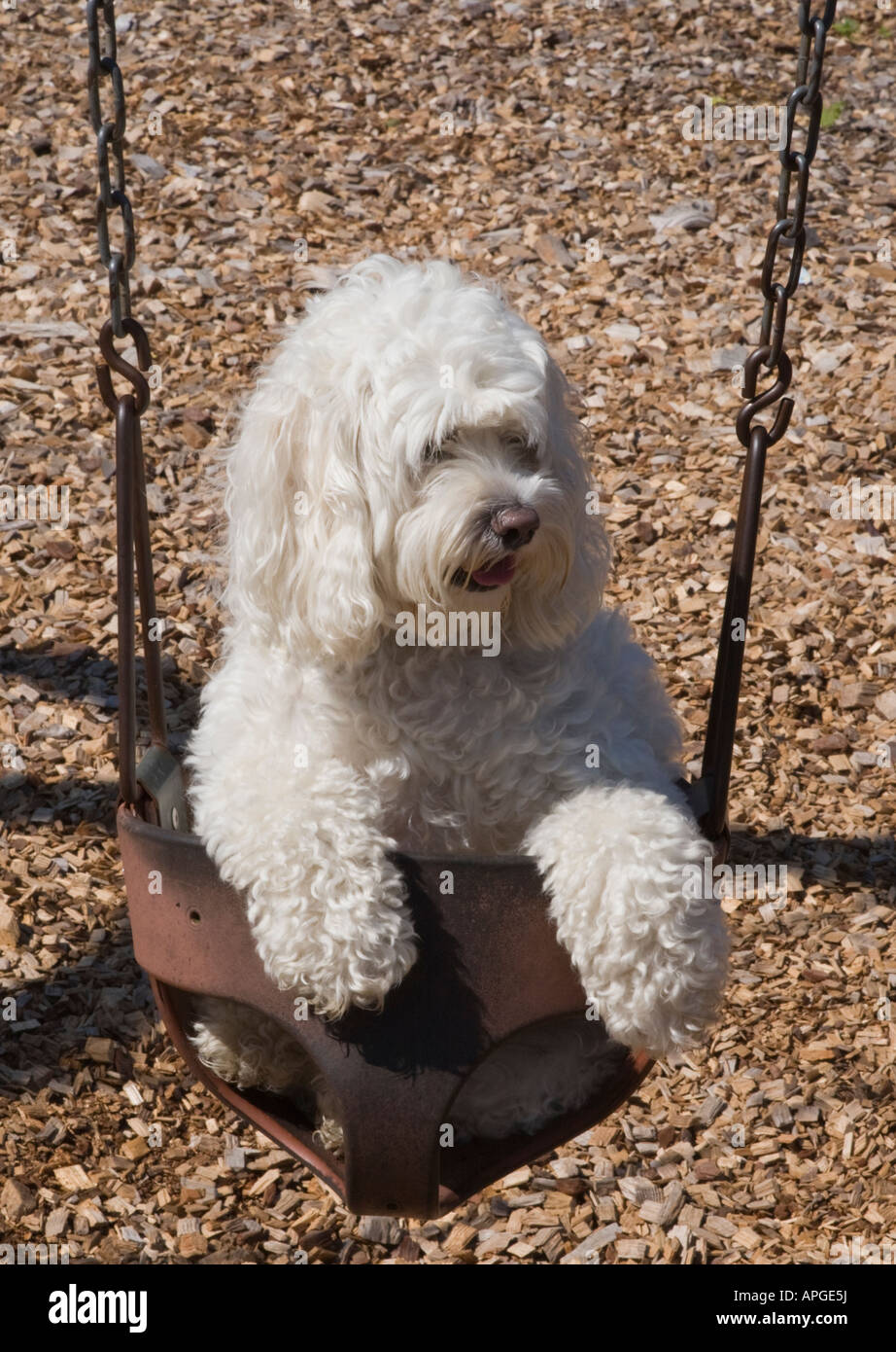 Pet dog on a swing Stock Photo - Alamy