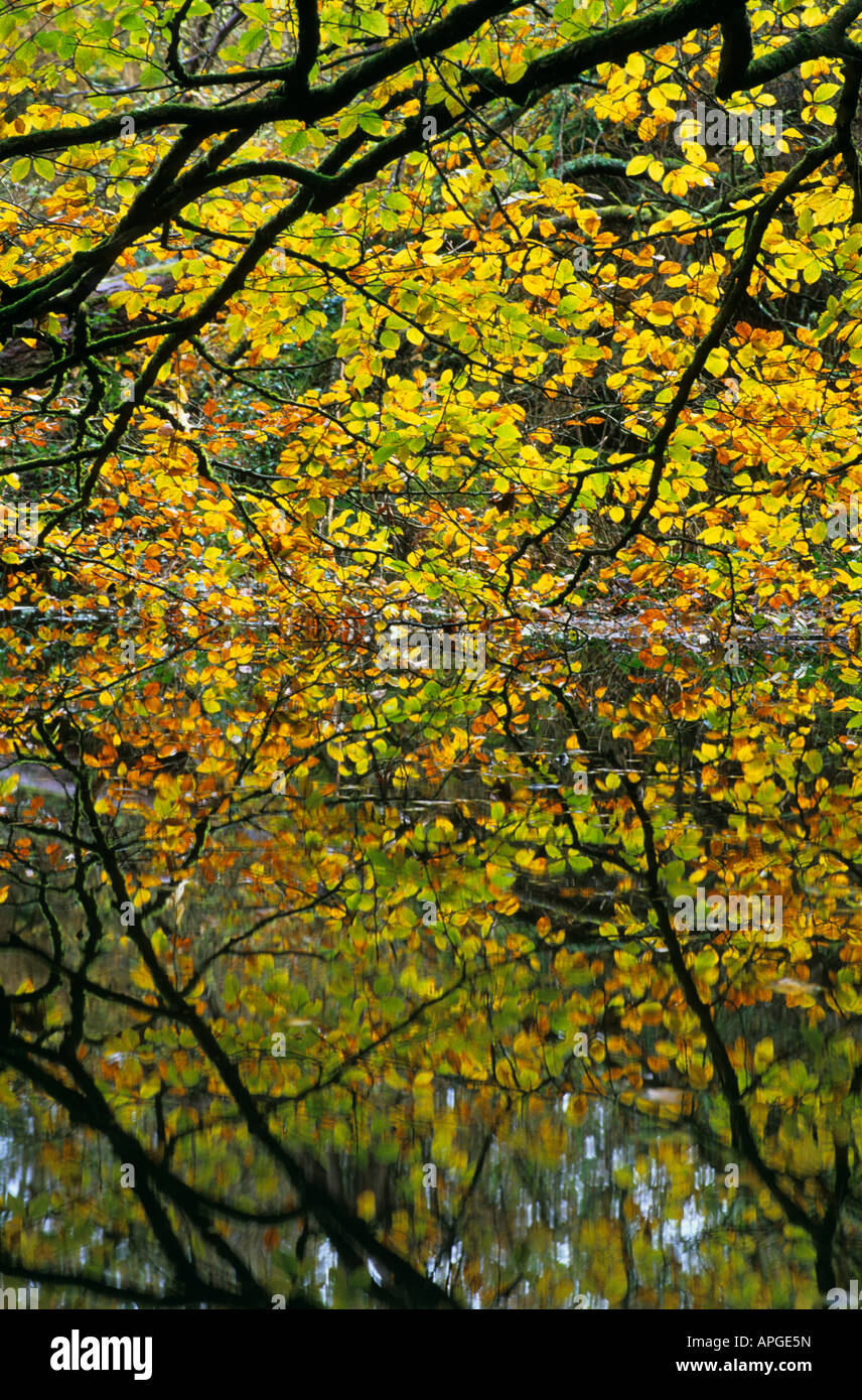 beech trees Fagus sylvatica reflection in water Stock Photo - Alamy