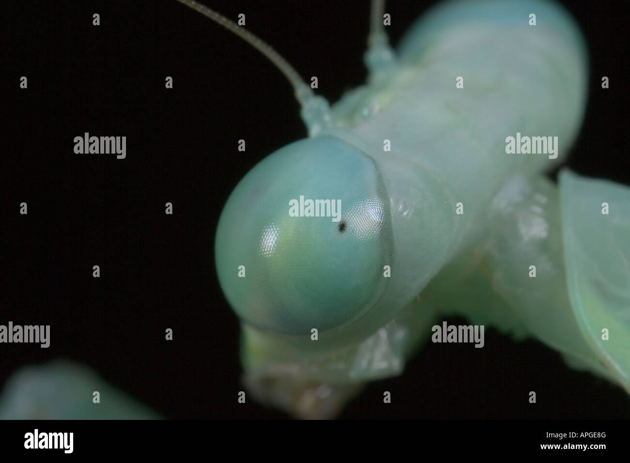 Praying Mantis eye close up Stock Photo - Alamy
