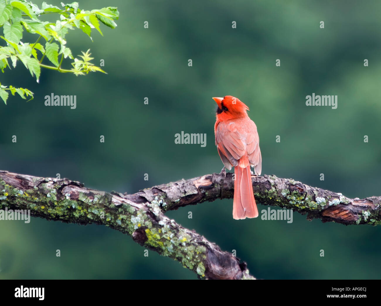 Male Northern Cardinal (Cardinalis cardinalis) on a dead branch with ...