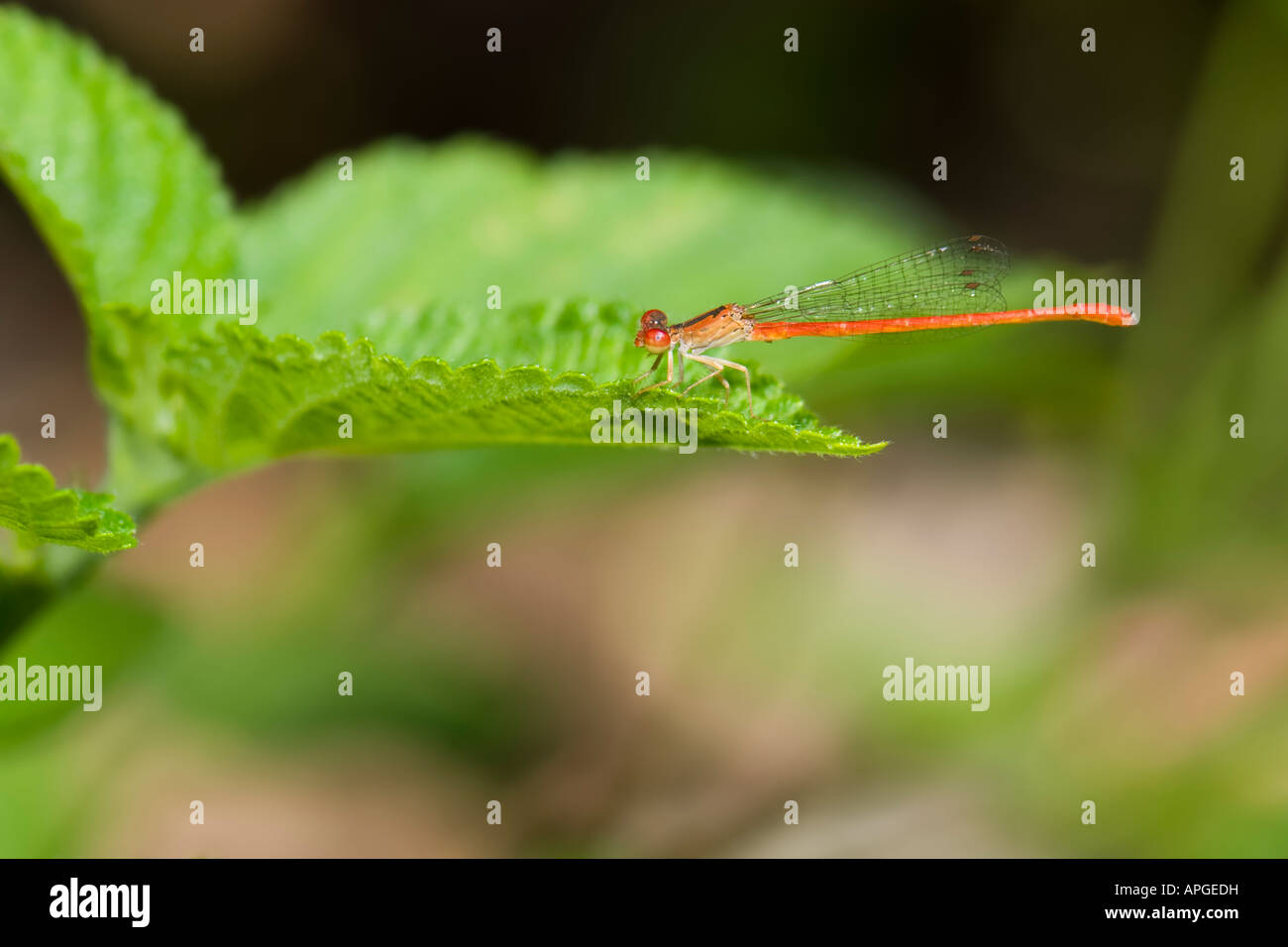 A one-inch male Desert Firetail damselfly (Telebasis salva) sits on a ...