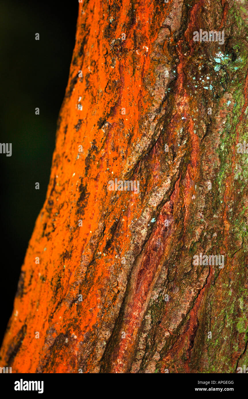 Natural Colourful Patterns & Textures,Of Bark On A Tree Stock Photo - Alamy