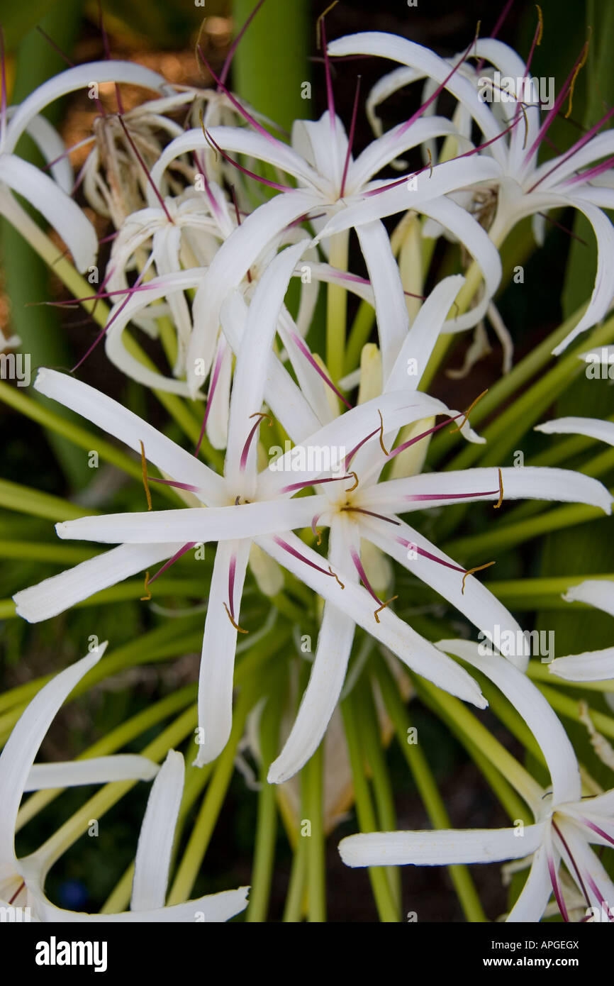 Spider with horn hi-res stock photography and images - Alamy