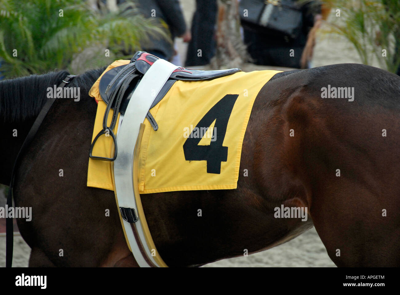 "Racehorse Number Four, California Stock Photo - Alamy