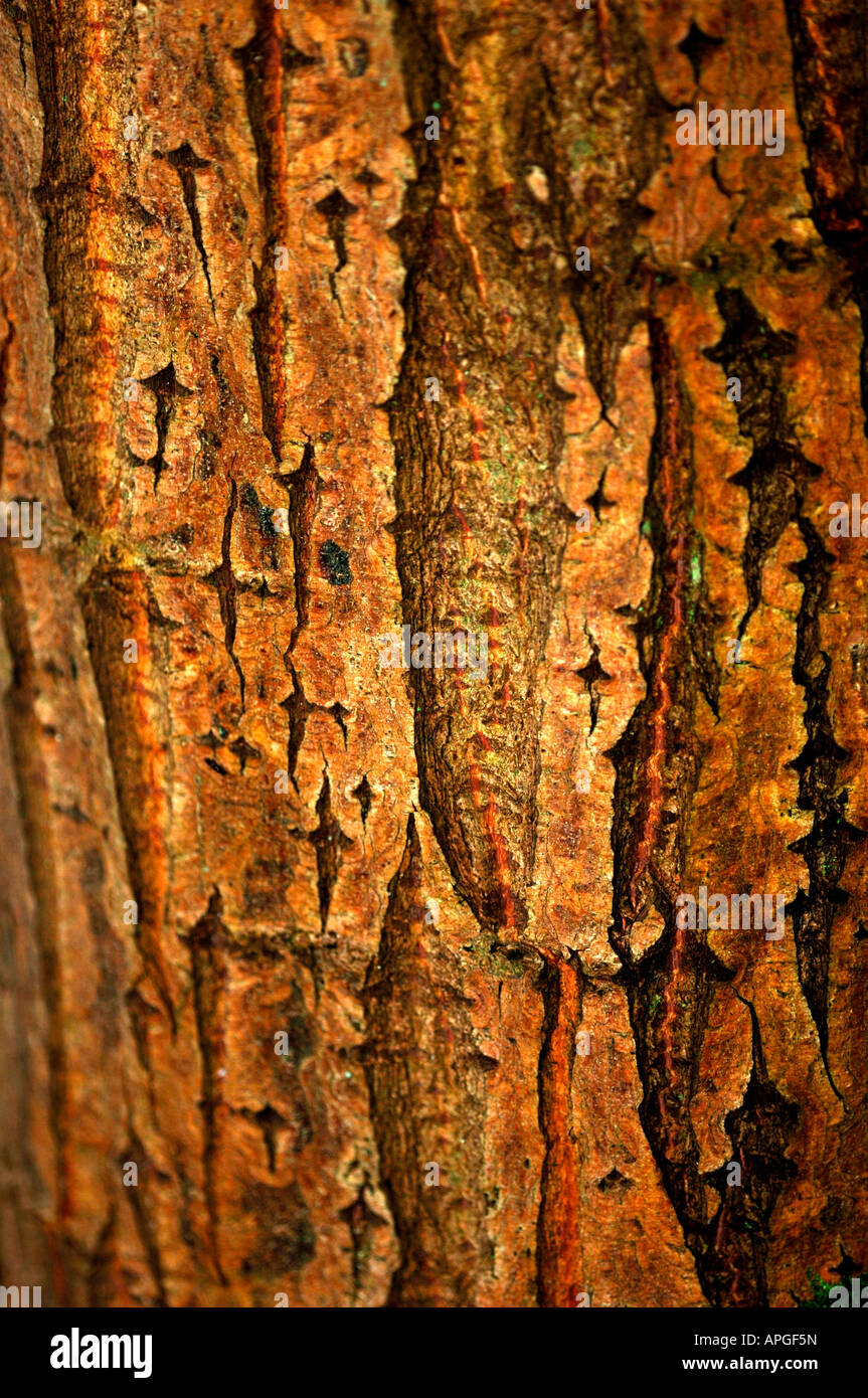Natural Colourful Patterns & Textures,Of Bark On A Tree Stock Photo - Alamy