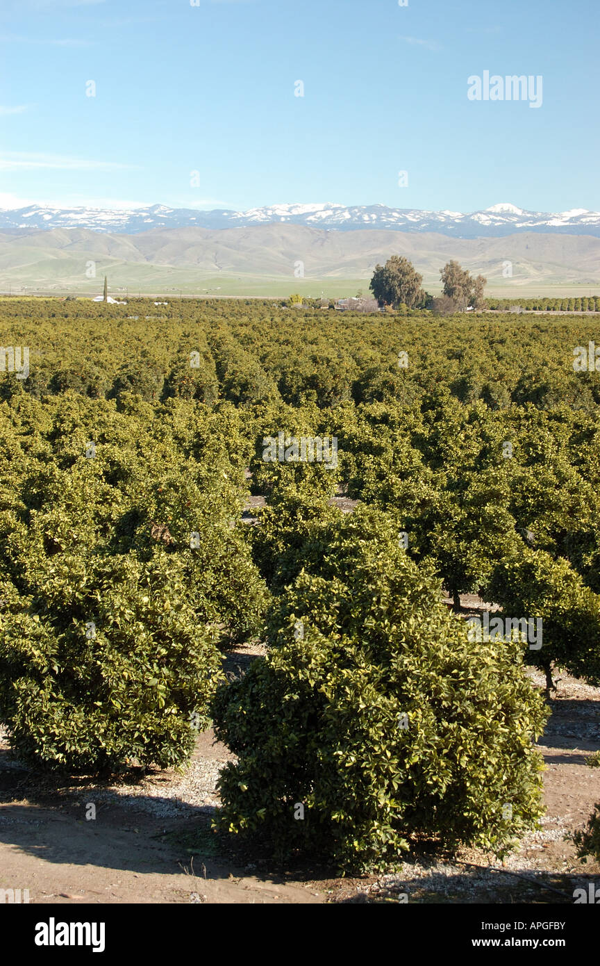 citrus orchard central valley of California USA Stock Photo - Alamy
