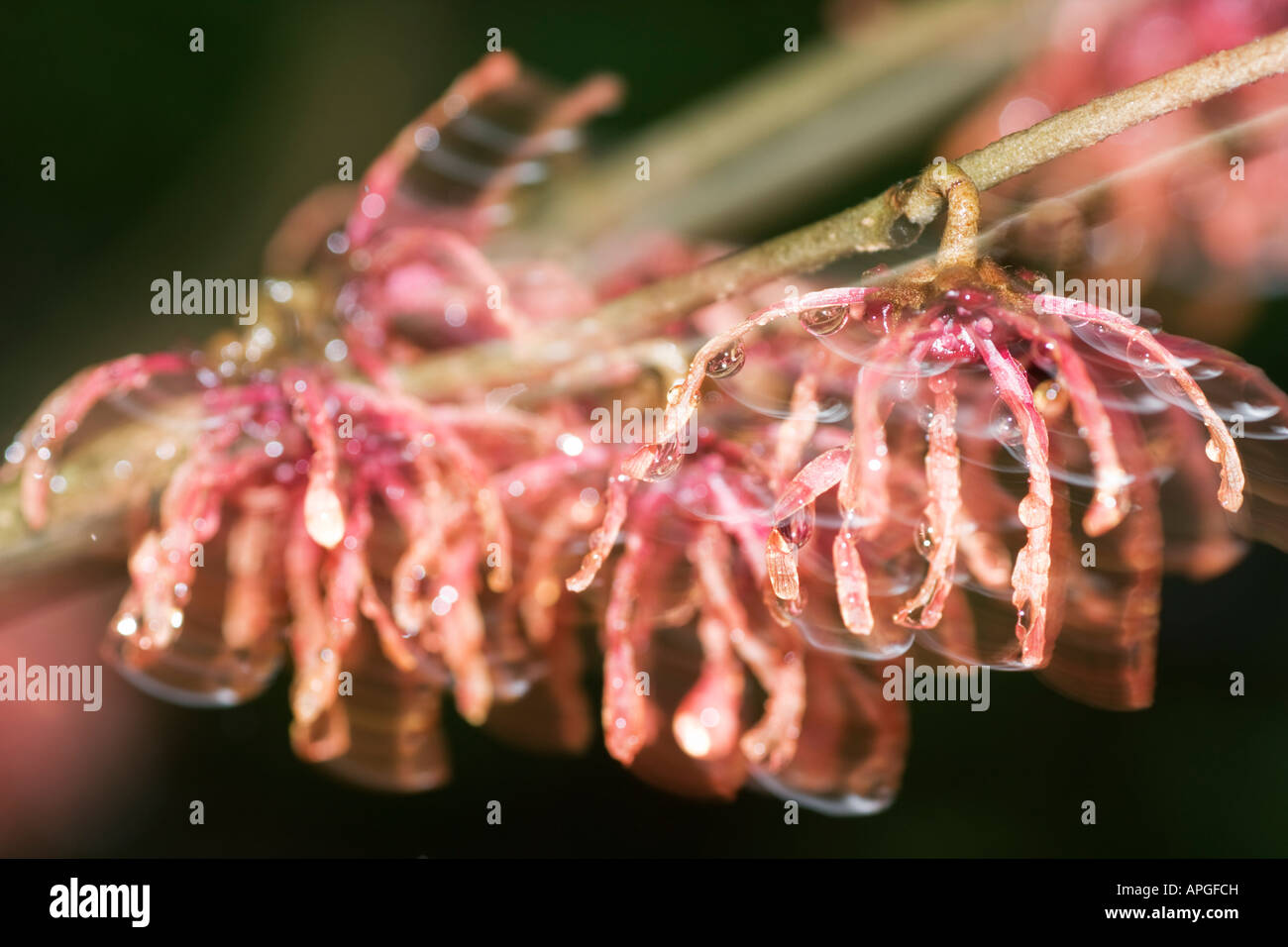 Hazel scrub hi-res stock photography and images - Alamy