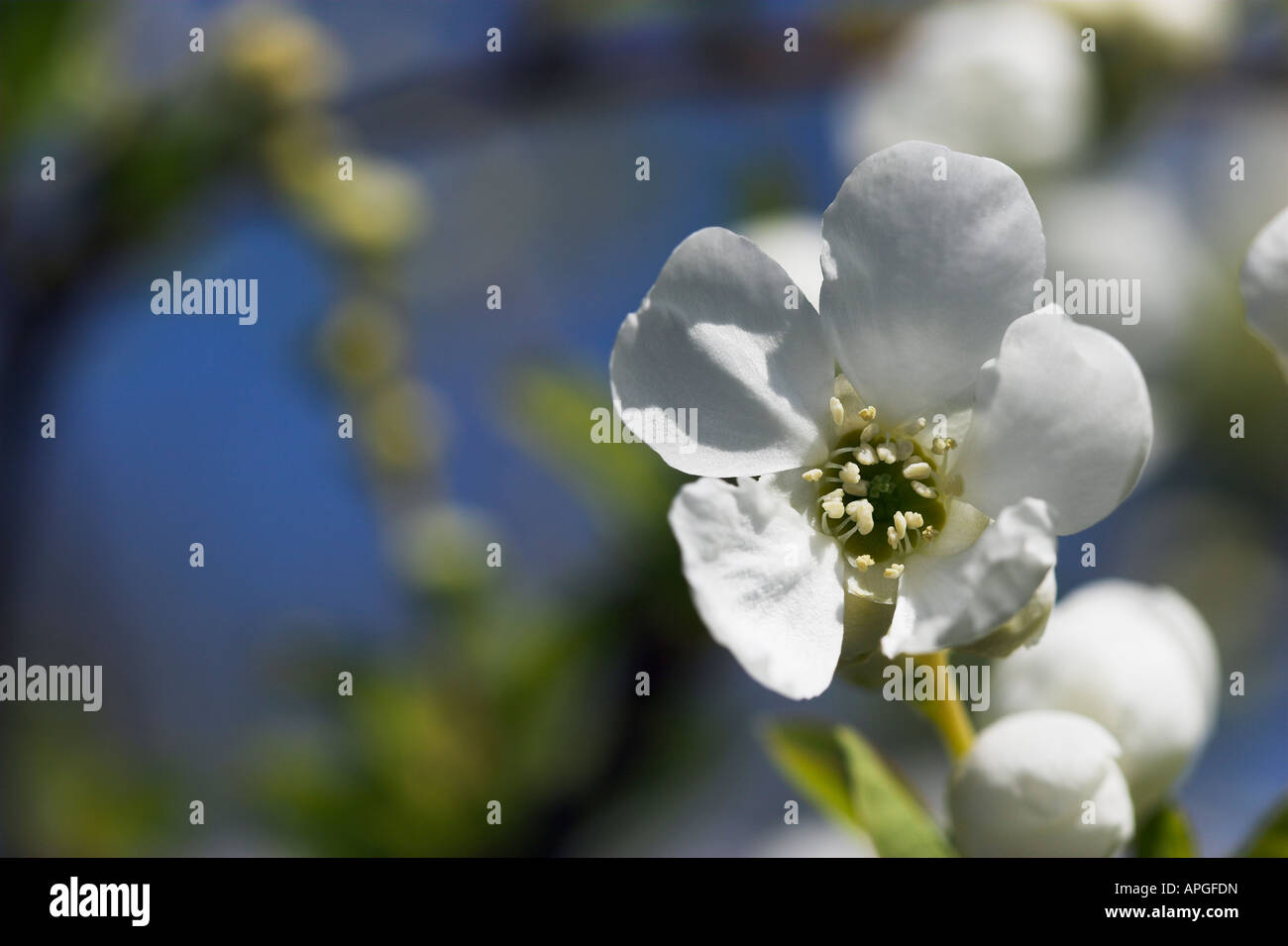 Exochorda x macrantha The Bride pearlbush Stock Photo - Alamy