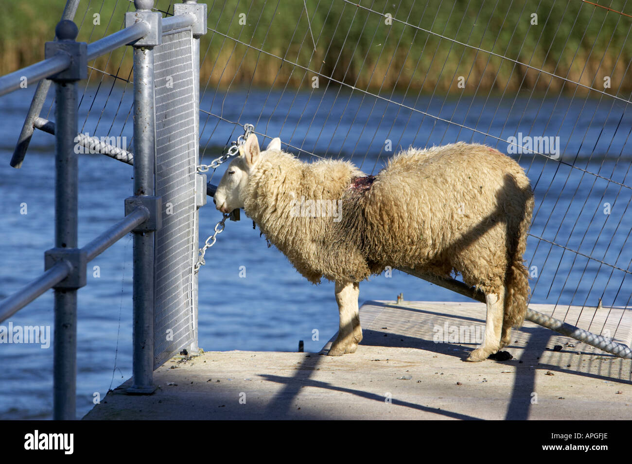 Frightened sheep hi-res stock photography and images - Alamy