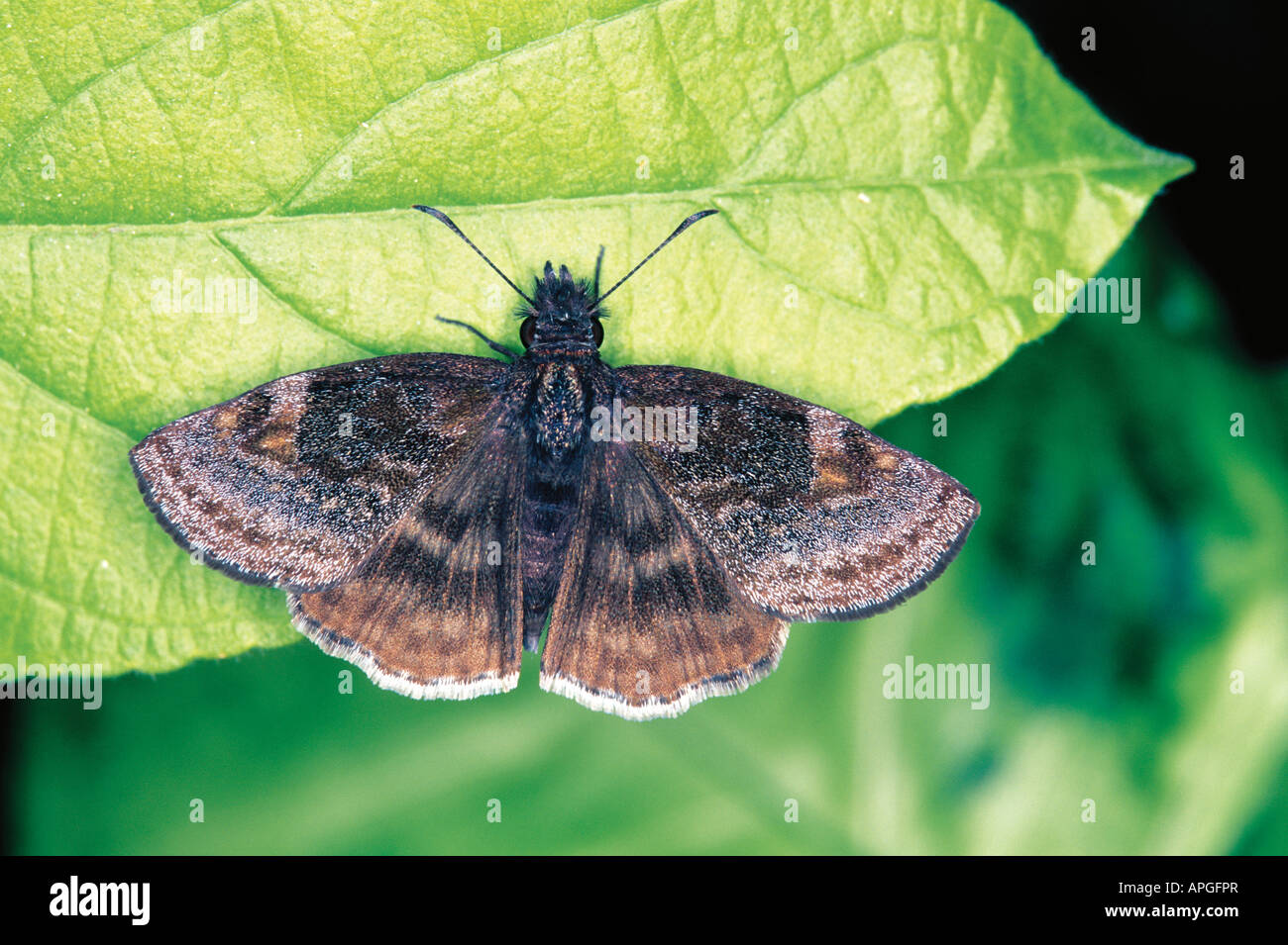 False Duskywing Gesta gesta Nuevo Leon Monterrey Cola de Caballo MEXICO ...