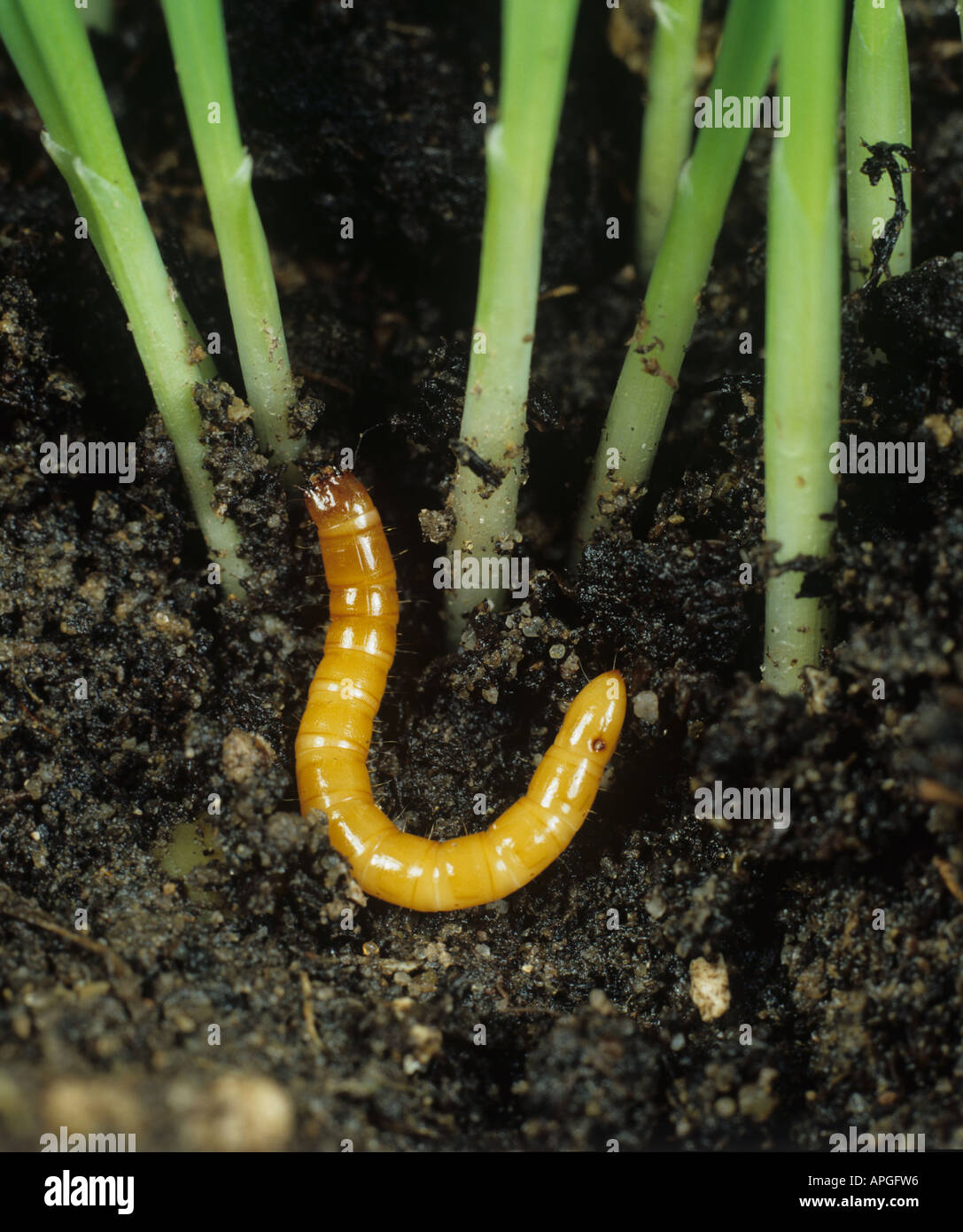 Agriotes lineatus hi-res stock photography and images - Alamy