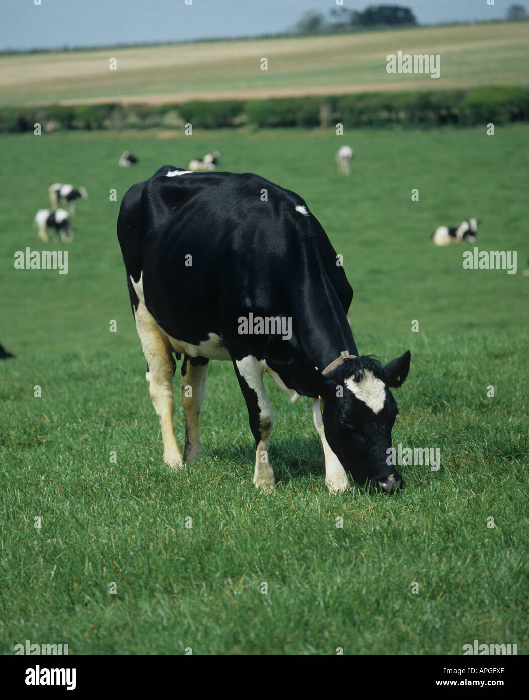 Holstein Friesian cow grazing on good spring grass Hampshire Stock ...