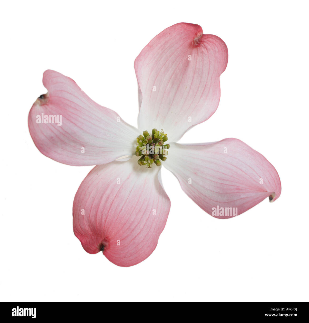 Pink flower four petals closeup hi-res stock photography and images - Alamy