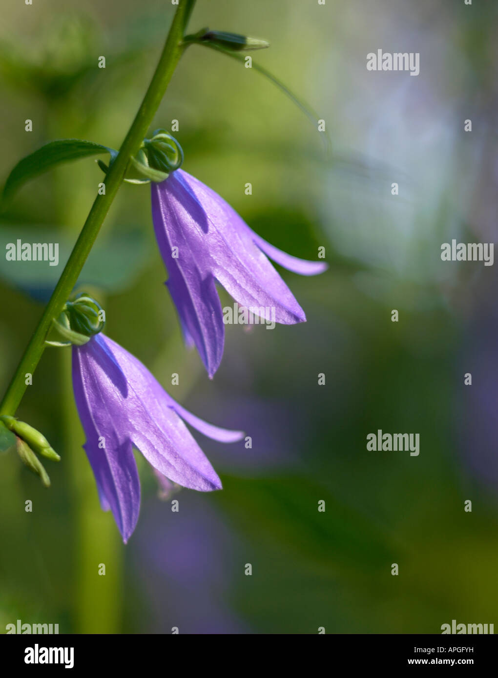 Close up concept conceptual metaphor metaphorical symbolic symbol bloom ...