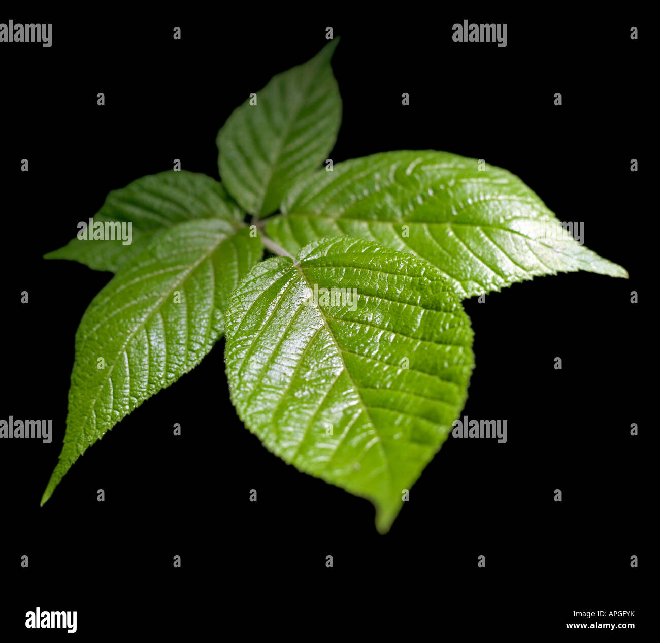 Close up concept conceptual metaphor metaphorical symbolic symbol bloom ...