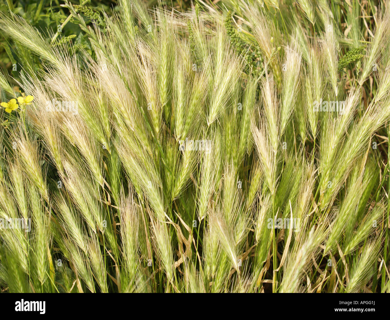 green long grass seed heads bent by wind Stock Photo - Alamy
