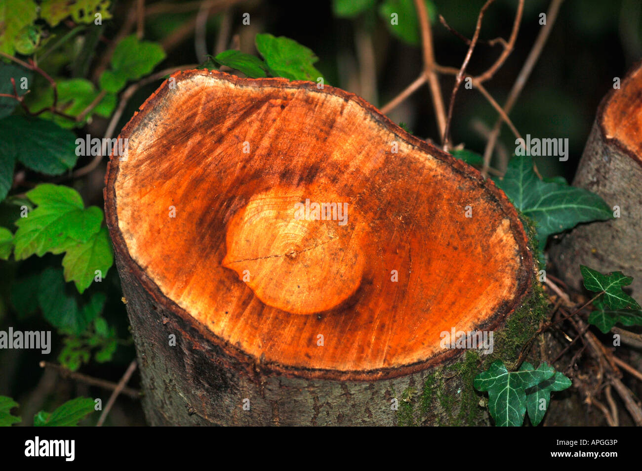 The Colourful Natural Top Of A Tree Stump Stock Photo - Alamy