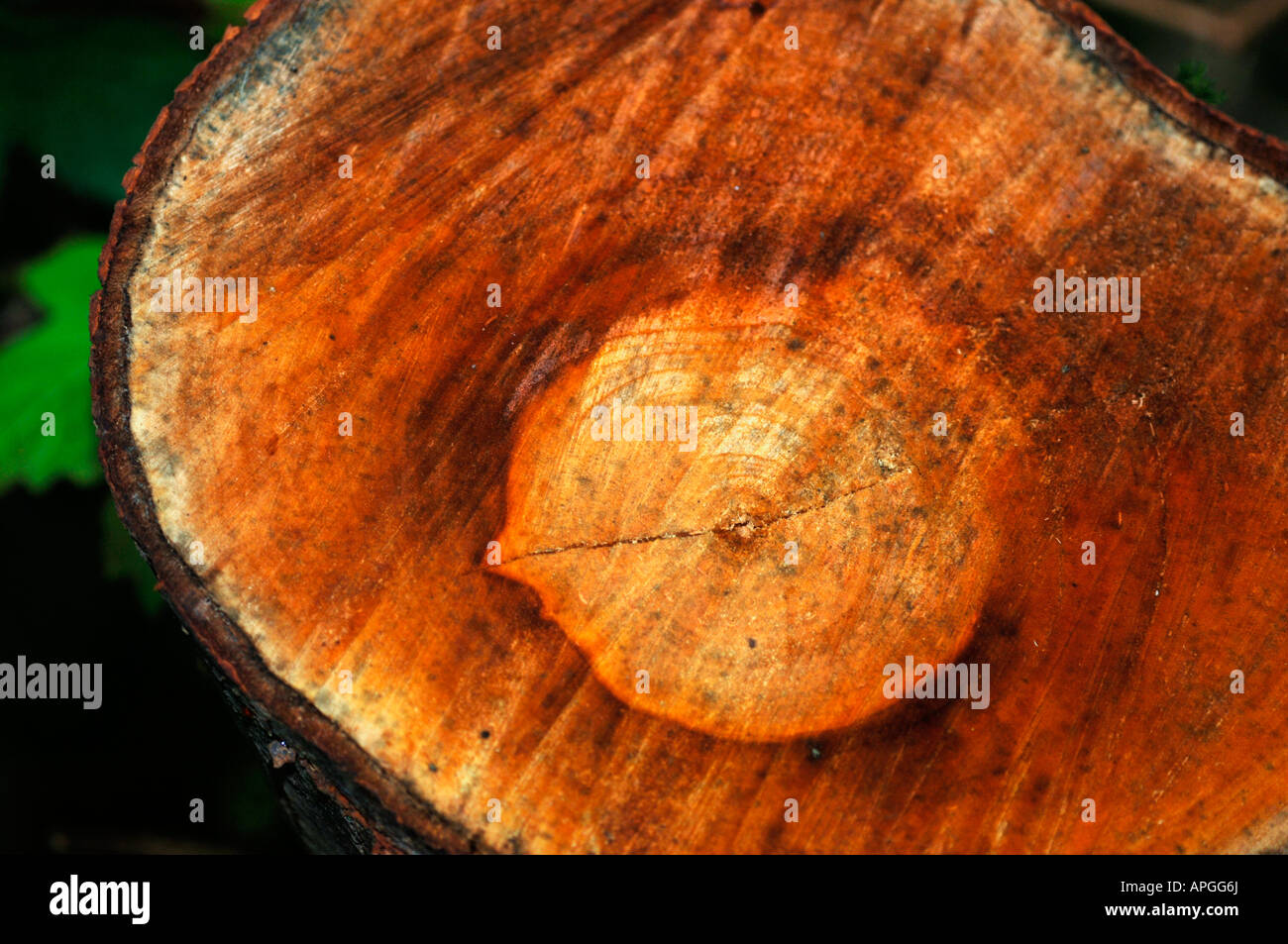 The Colourful Natural Top Of A Tree Stump Stock Photo - Alamy