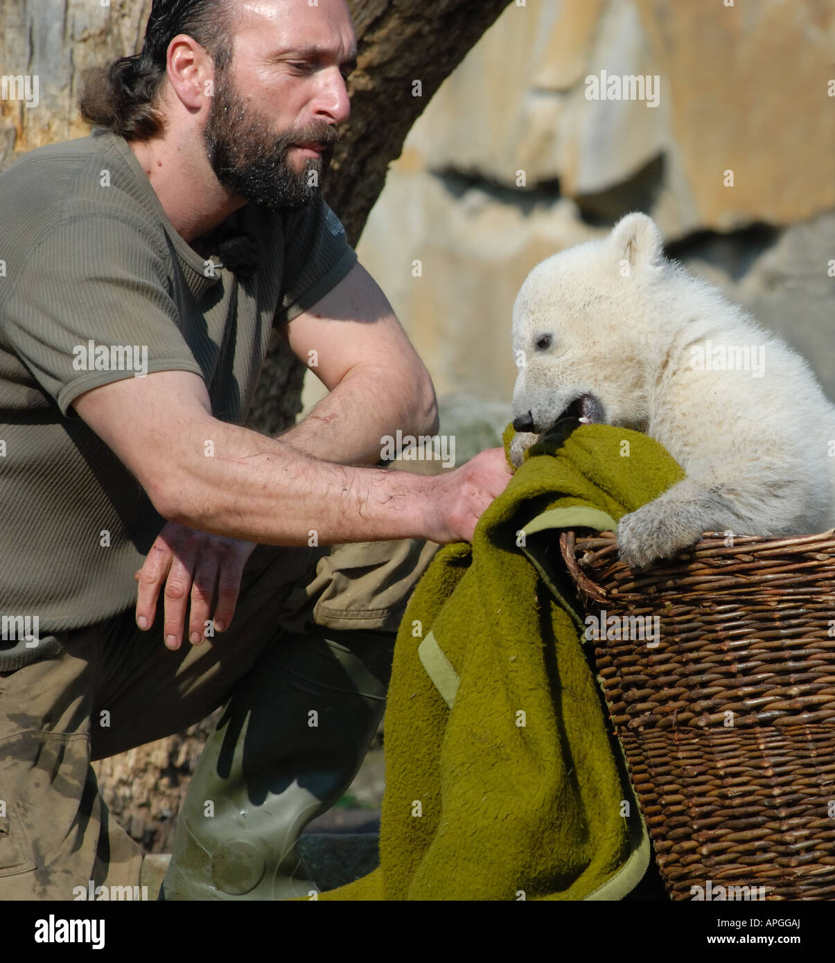Knut, the famous polar bear cub at Berlin Zoo, playing with zookeeper ...