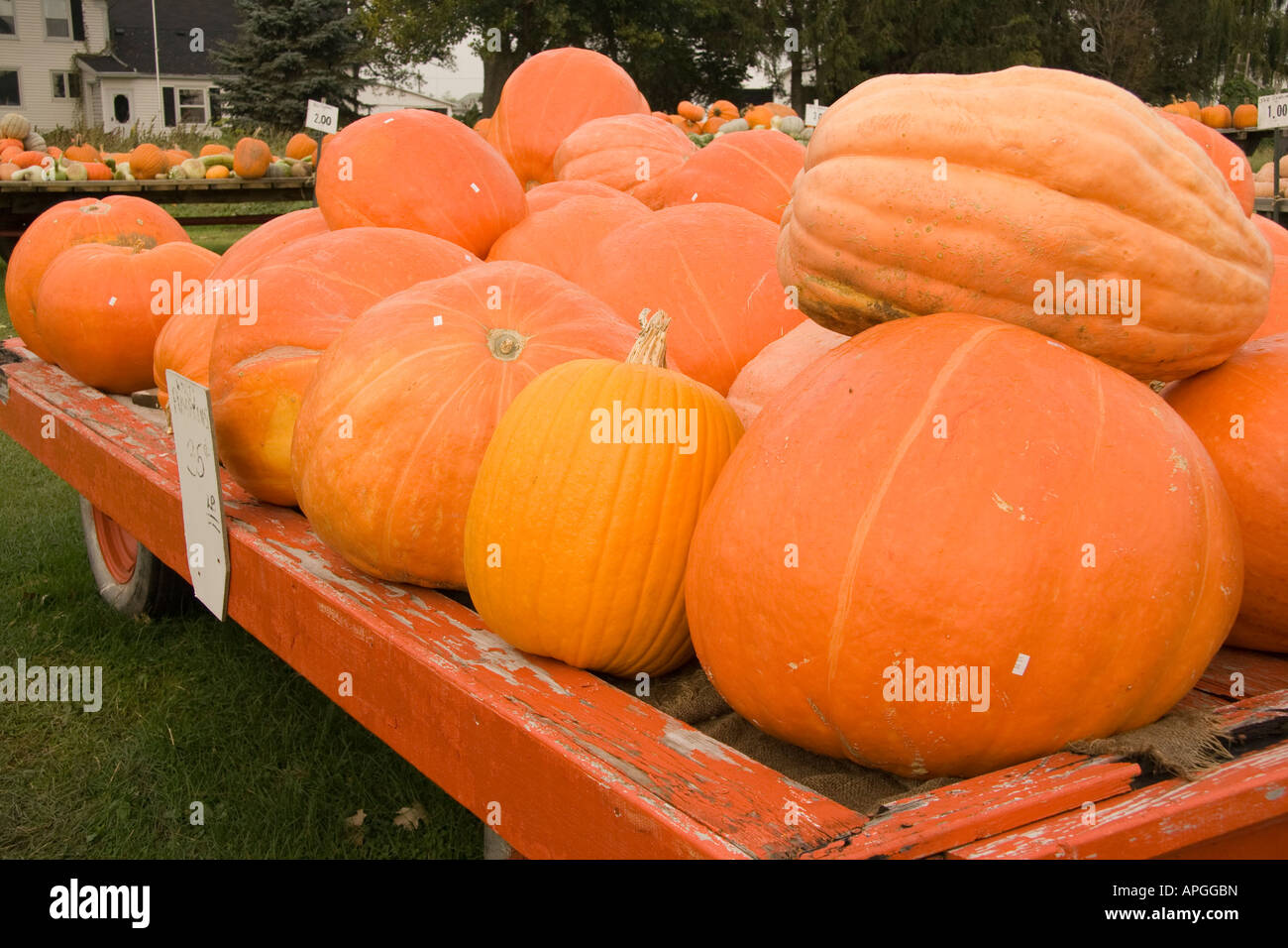 Pumpkins for sale at market Stock Photo - Alamy